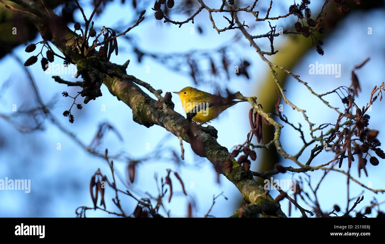 An American yellow warbler bird sits in an alder tree near New Hythe in ...