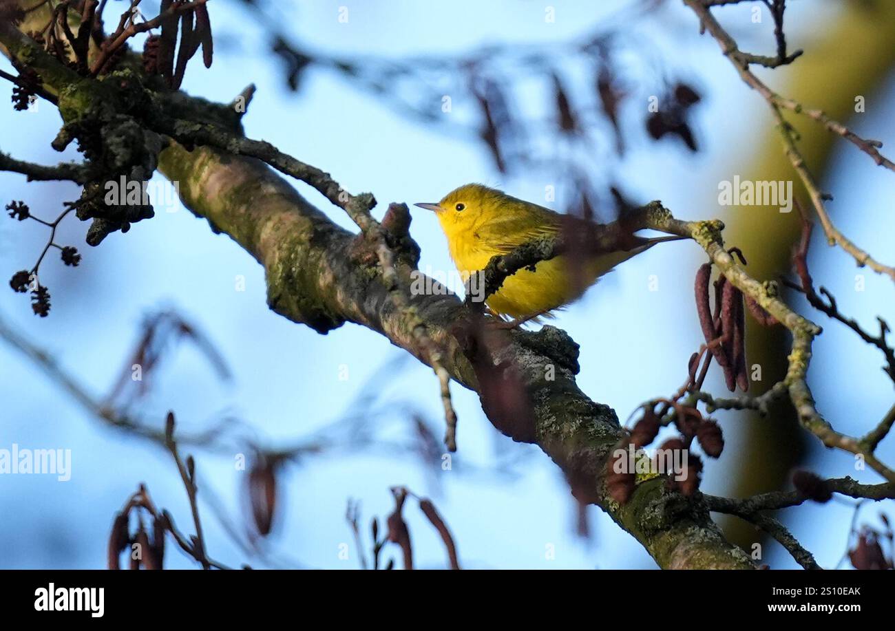 An American yellow warbler bird sits in an alder tree near New Hythe in ...