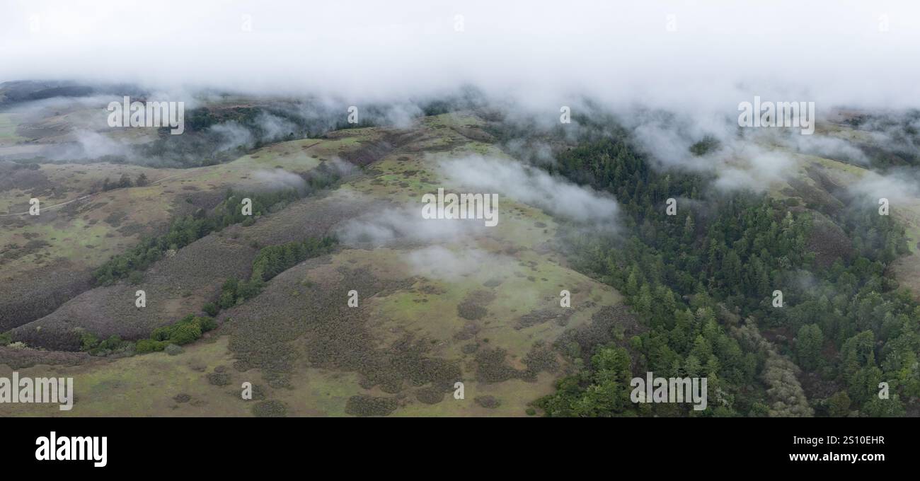 Low, misty clouds drift through the extensive forests of Santa Cruz ...