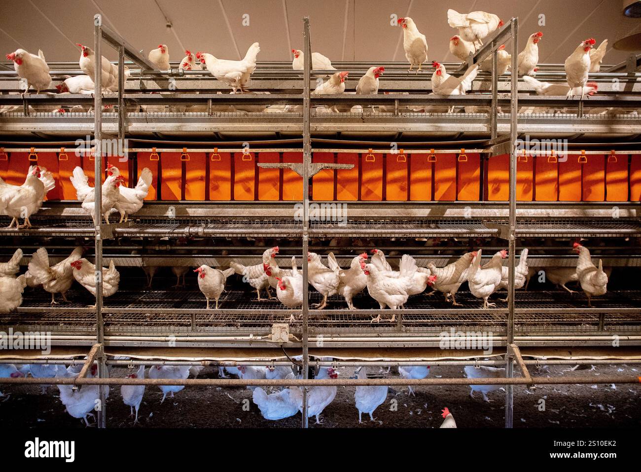 05 November 2024, Lower Saxony, Twistringen: Numerous chickens walk ...