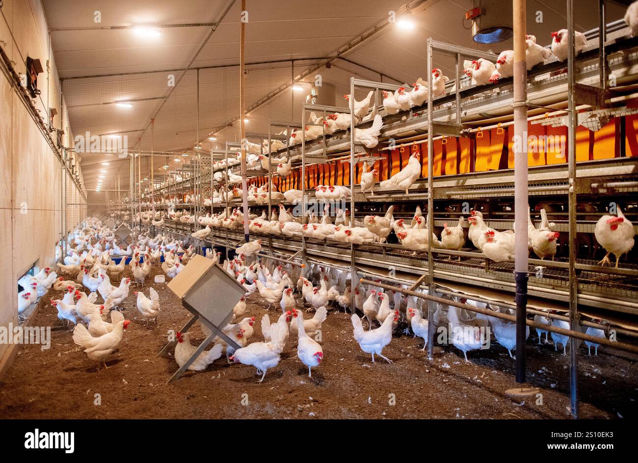 Twistringen, Germany. 05th Nov, 2024. Numerous chickens walk through ...