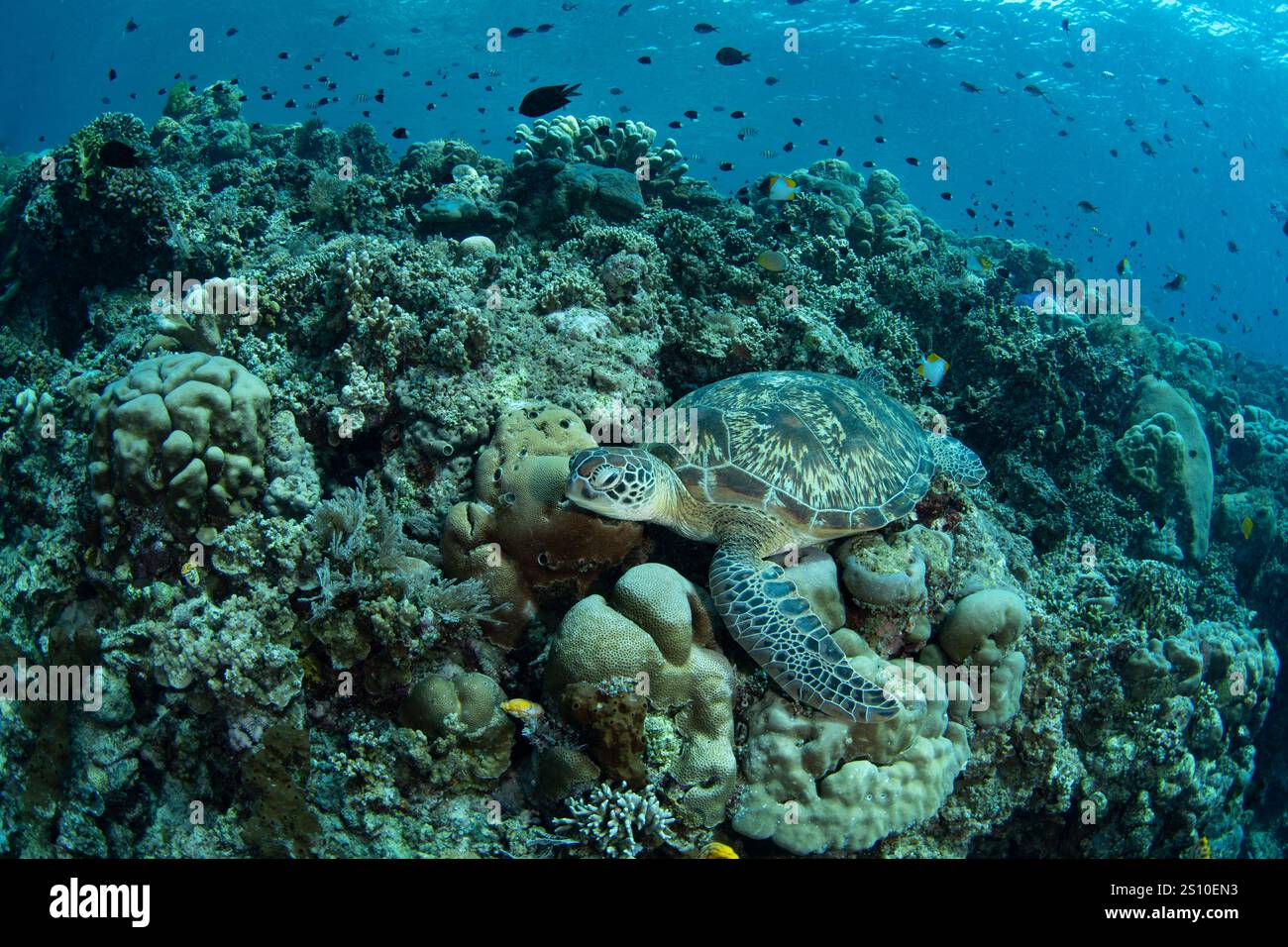 A Green sea turtle, Chelonia mydas, lays amid corals on a scenic reef ...