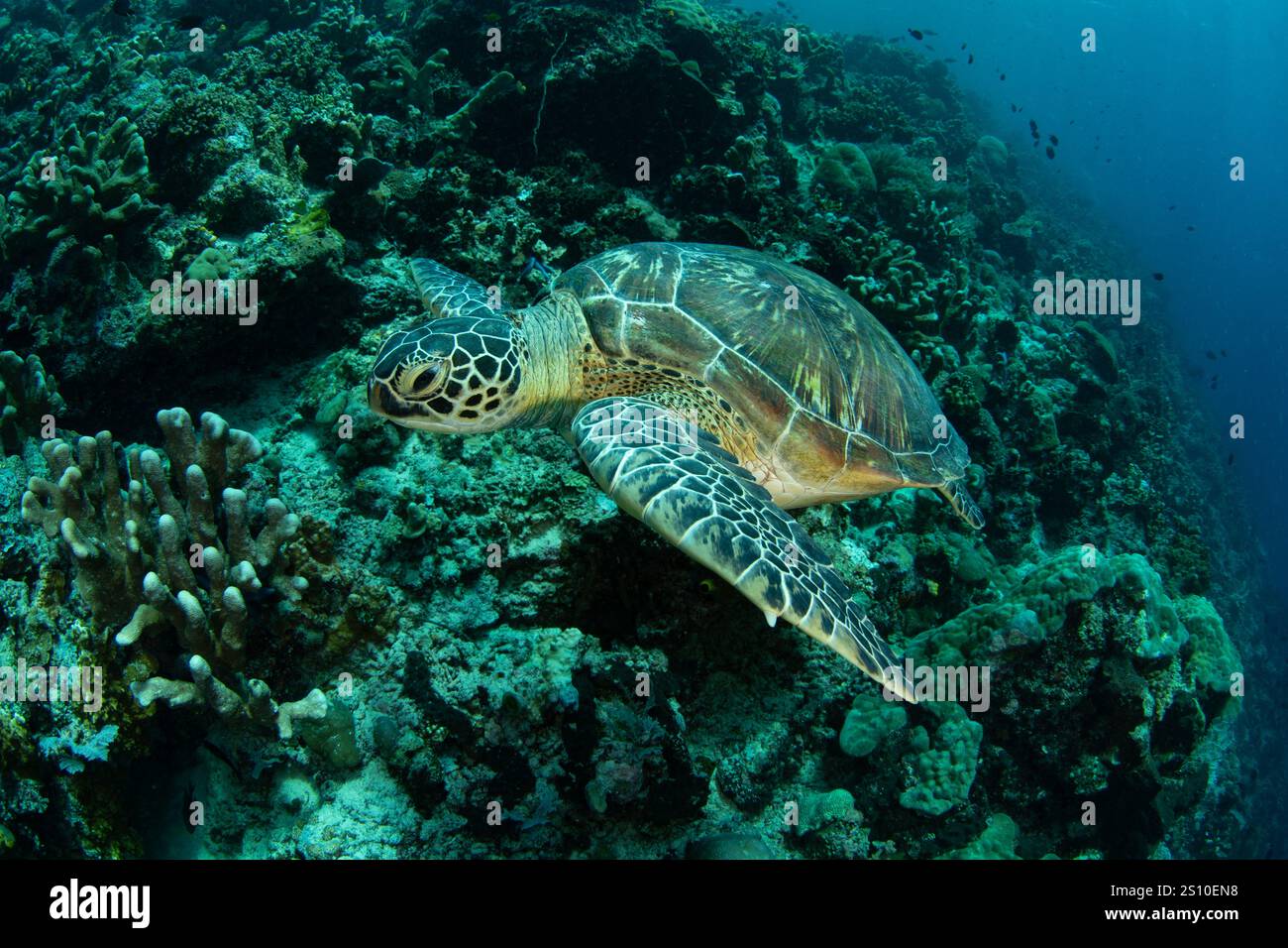 A Green sea turtle, Chelonia mydas, lays amid corals on a scenic reef ...