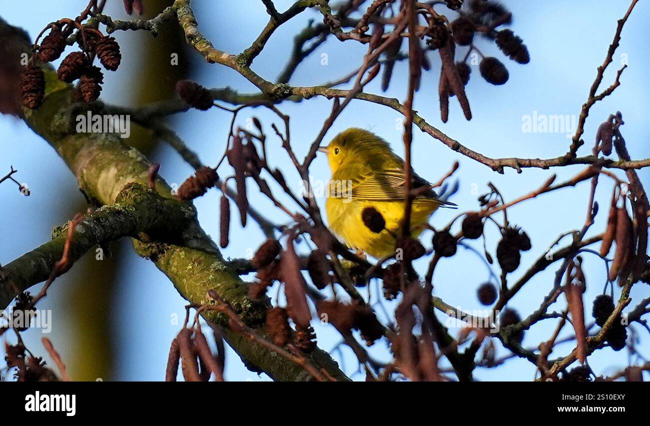 An American yellow warbler bird sits in an alder tree near New Hythe in ...