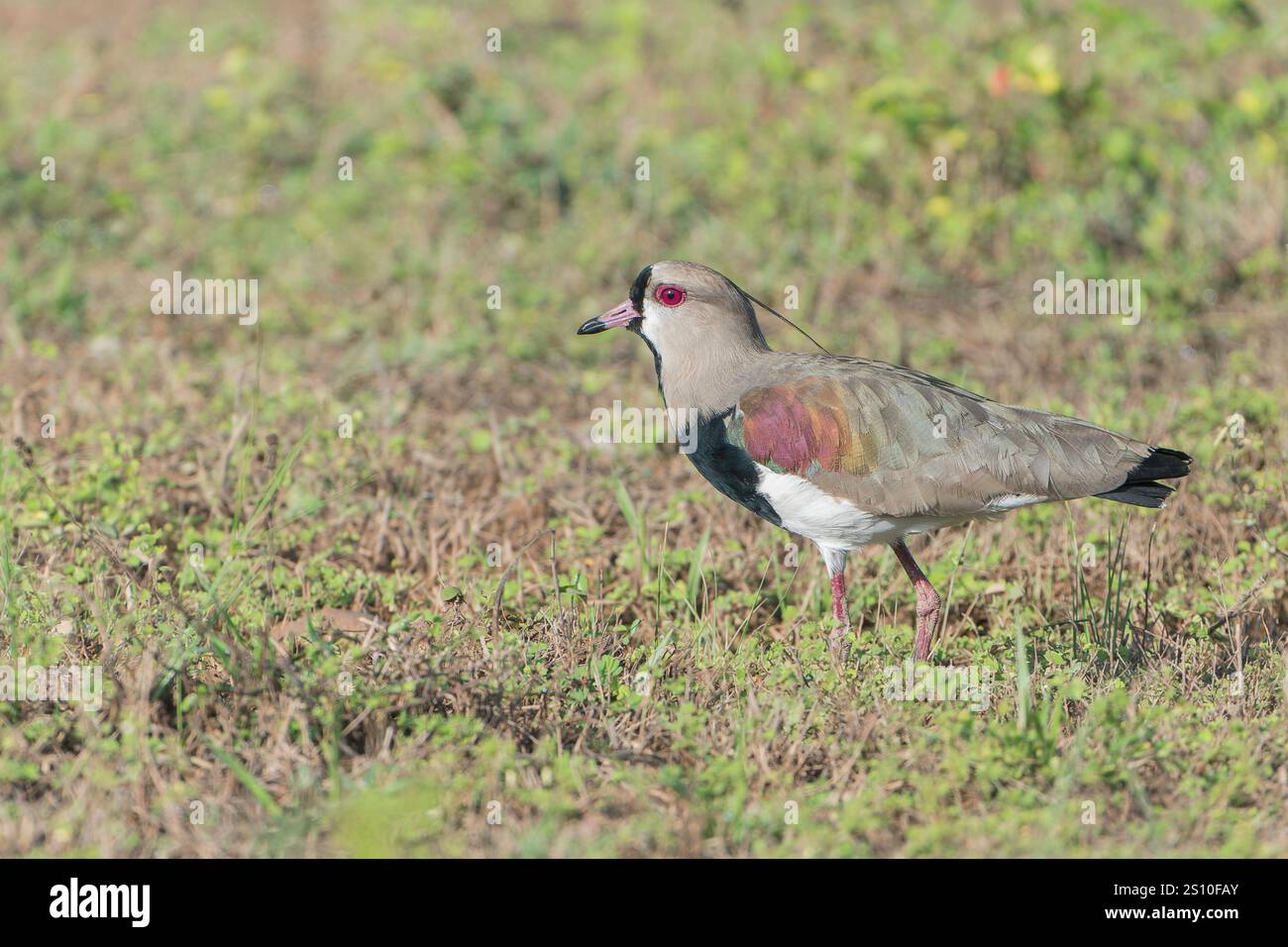 southern lapwing, Vanellus chilensis, single adult walking in short ...