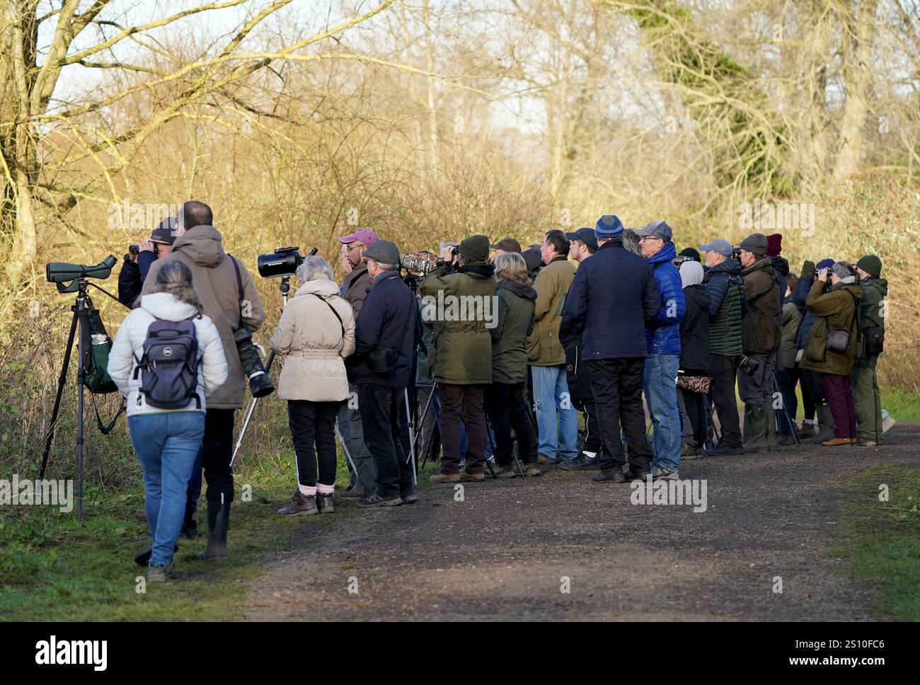 Bird watchers gather to see an American yellow warbler bird near New ...