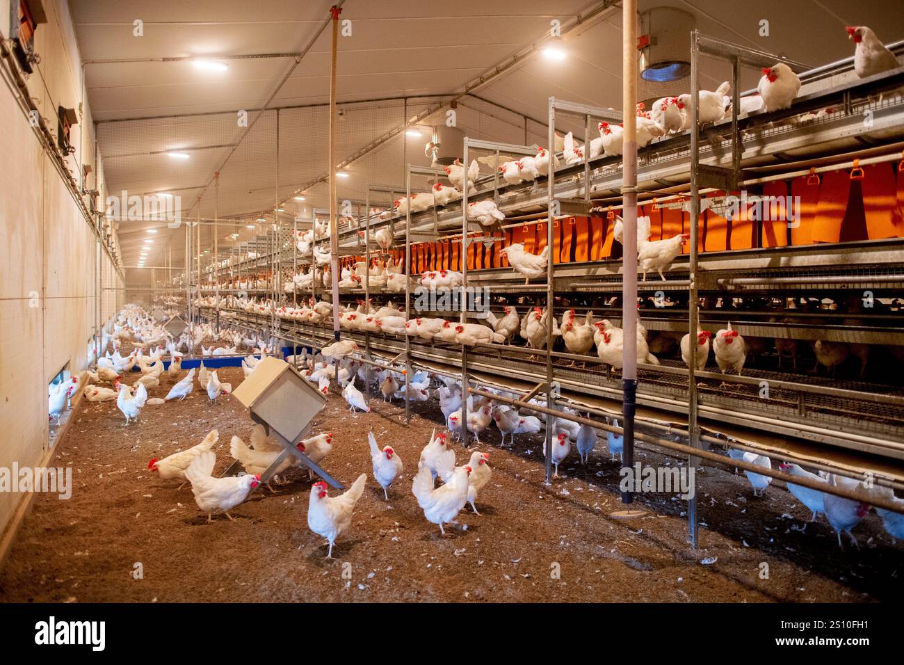 05 November 2024, Lower Saxony, Twistringen: Numerous chickens are ...