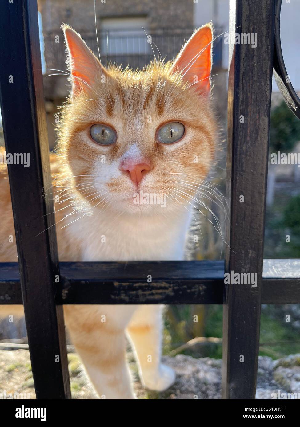 Orange tabby and white cat looking at the camera Stock Photo - Alamy