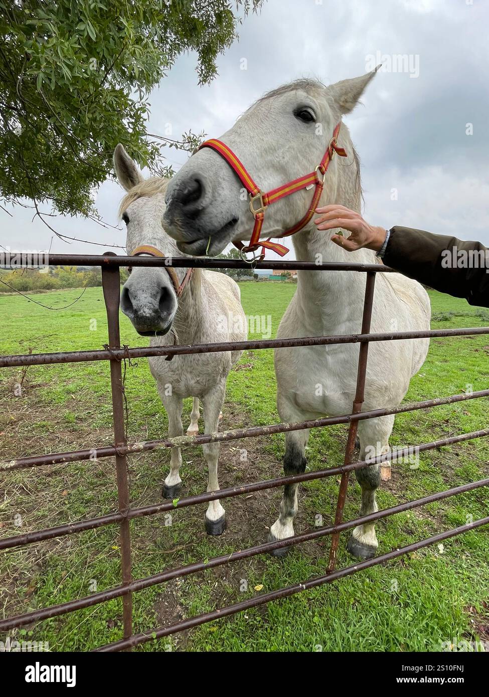 Animales de mano hi-res stock photography and images - Alamy