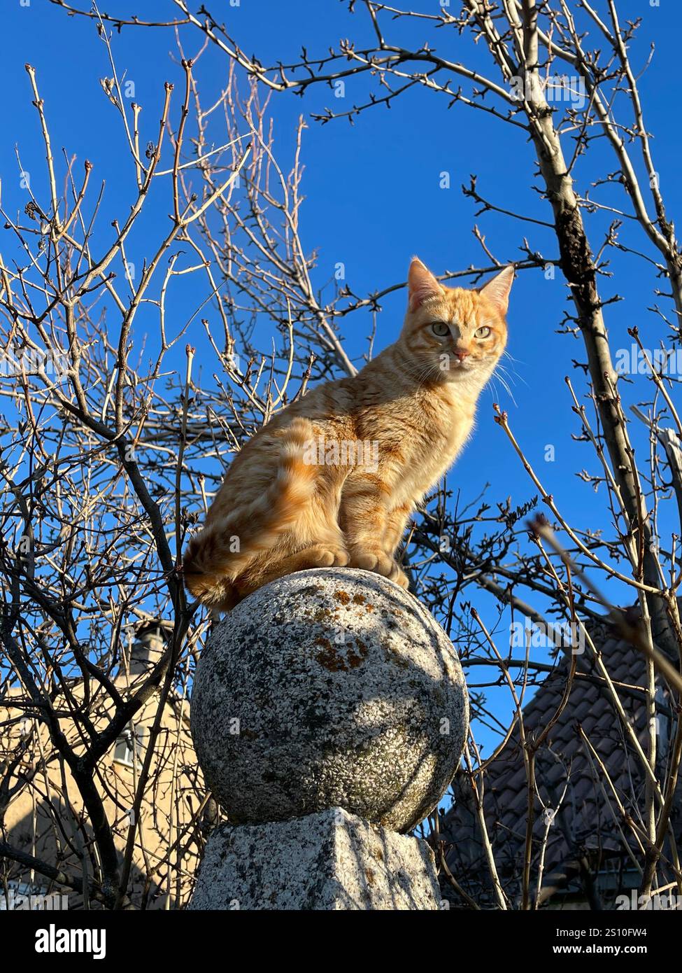 Orange tabby cat sitting on a stone ball Stock Photo - Alamy
