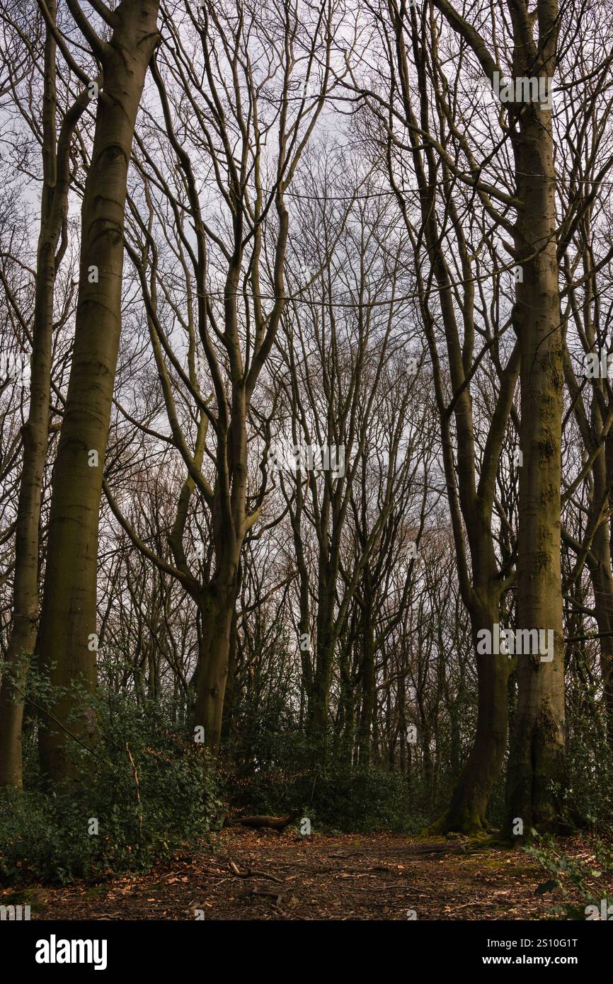 Development of dense forest hi-res stock photography and images - Alamy