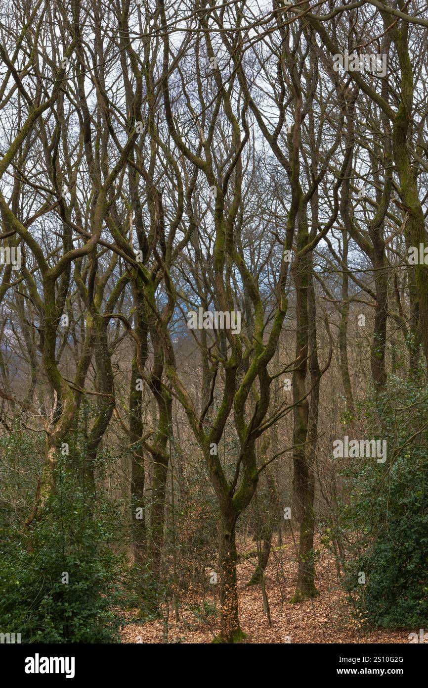 Forest in autumn trees hi-res stock photography and images - Alamy