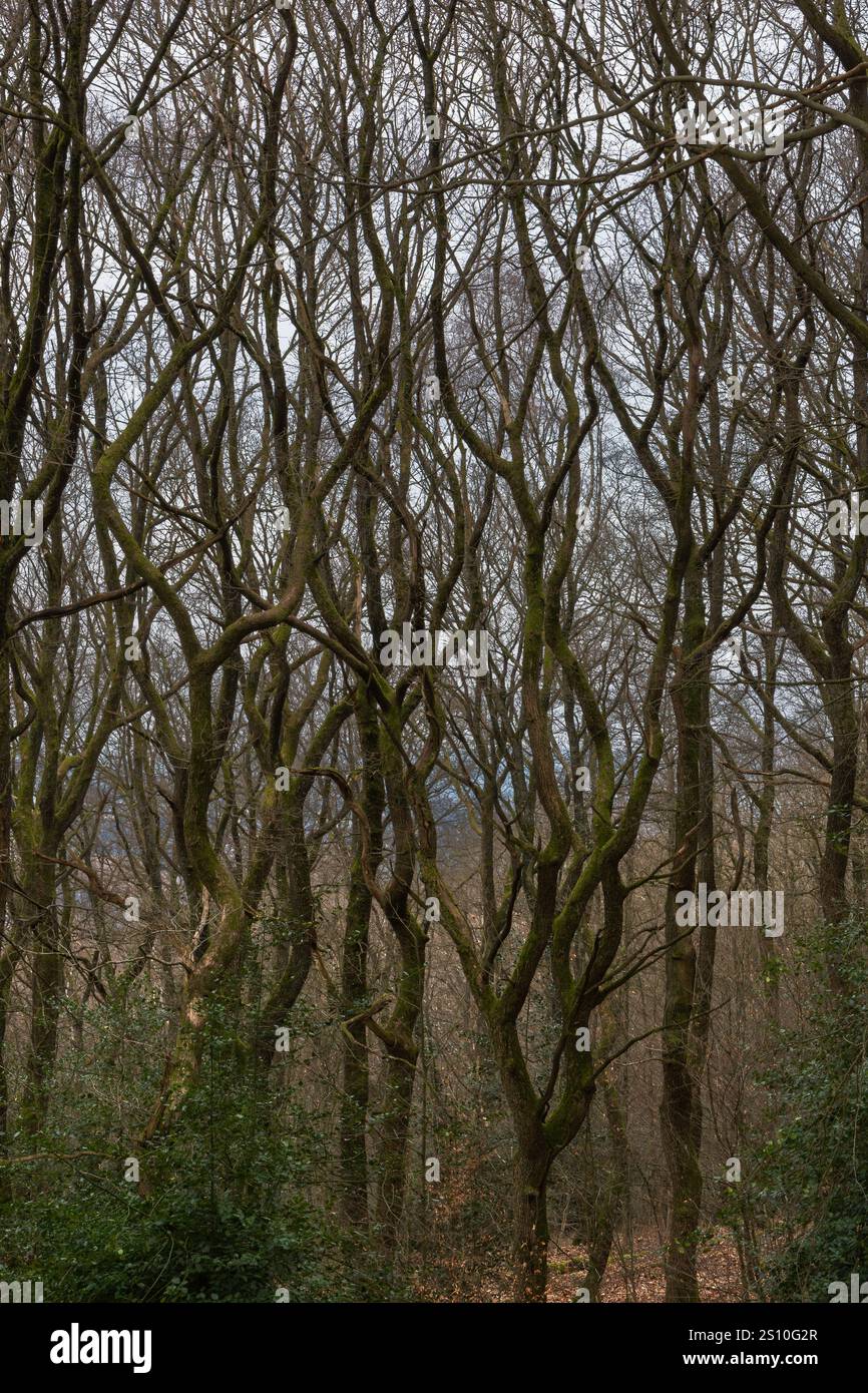 Forest in autumn trees hi-res stock photography and images - Alamy