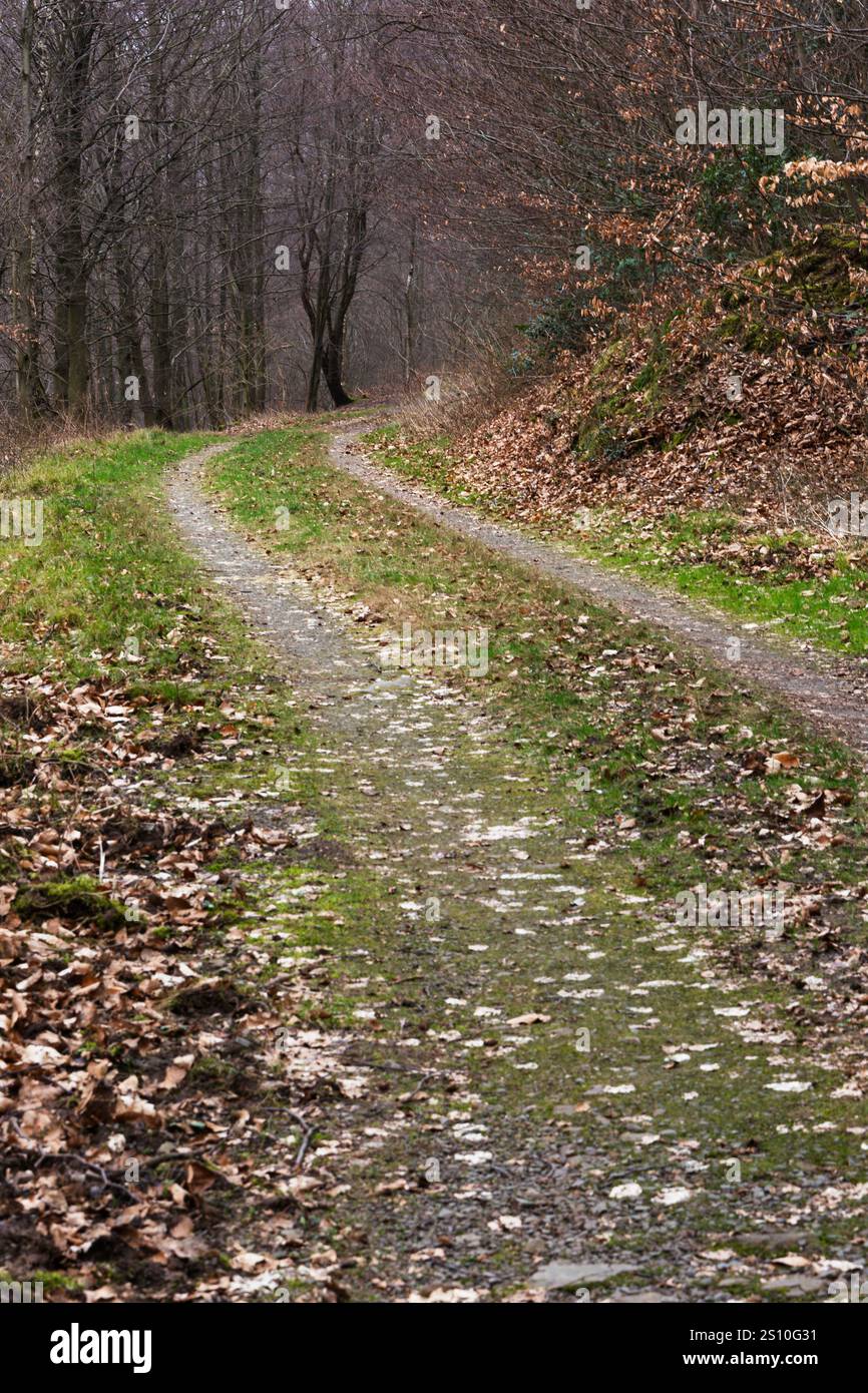 Forest path in nature hi-res stock photography and images - Alamy