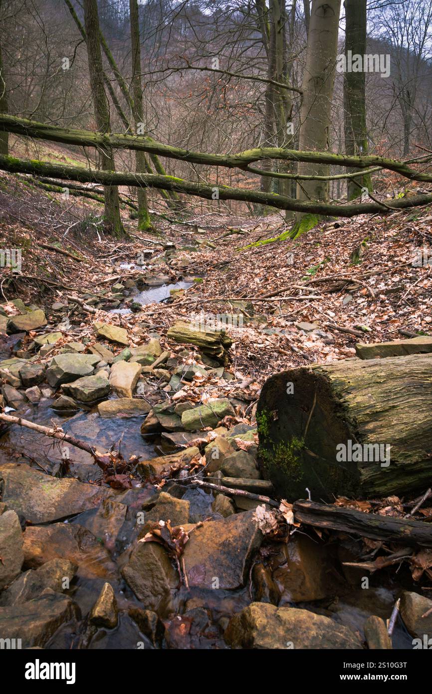 Stream among trees hi-res stock photography and images - Alamy