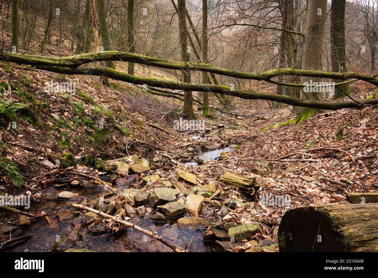 Natural stream in forest rocky hi-res stock photography and images - Alamy
