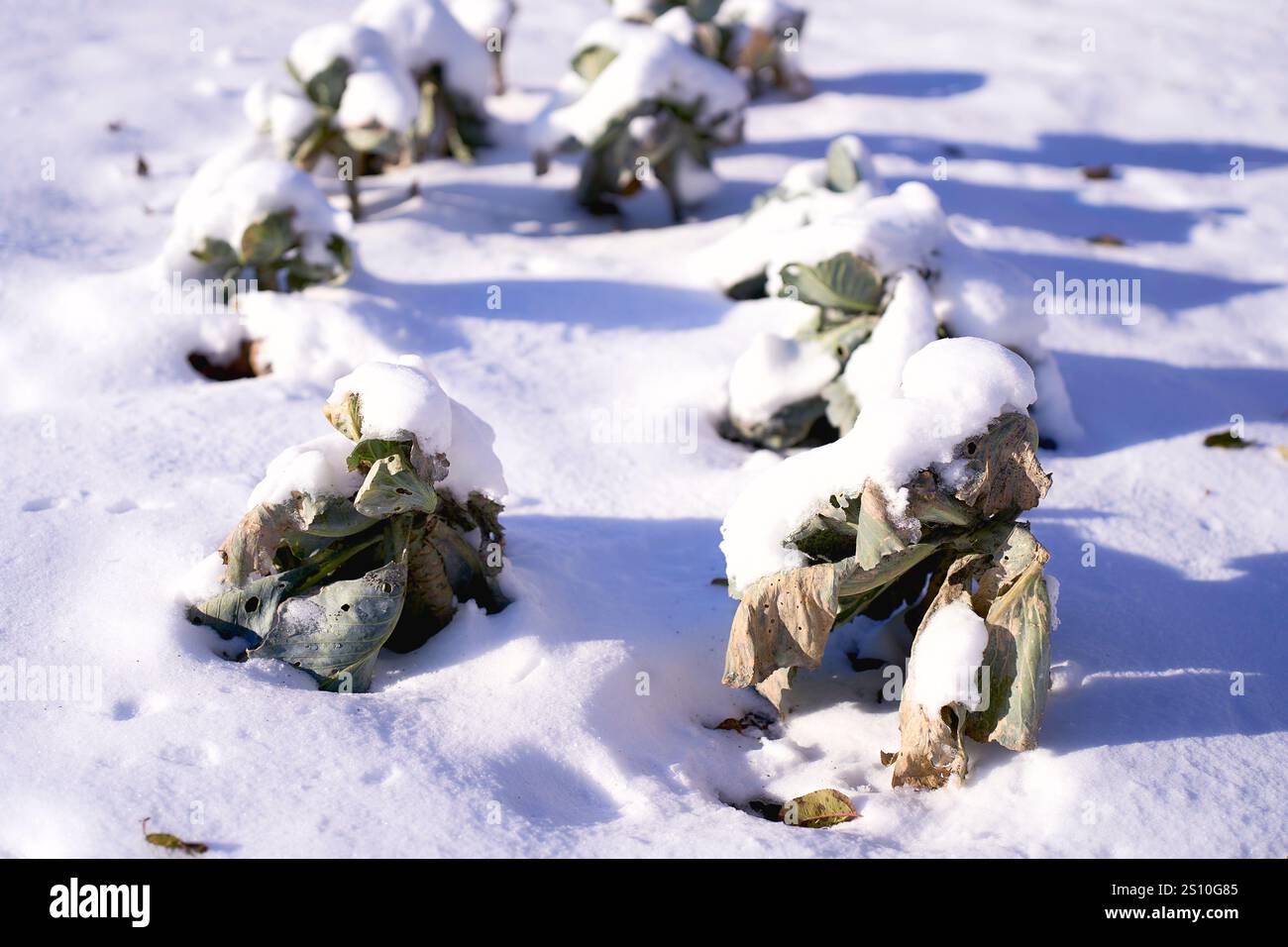 a cabbage in the vegetable garden is covered with a layer of snow Stock ...
