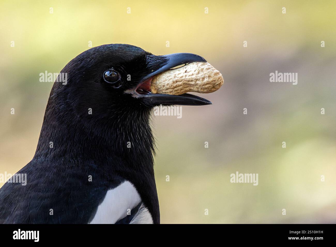 The Eurasian Magpie eats insects, fruits, and seeds. Photo captured at ...