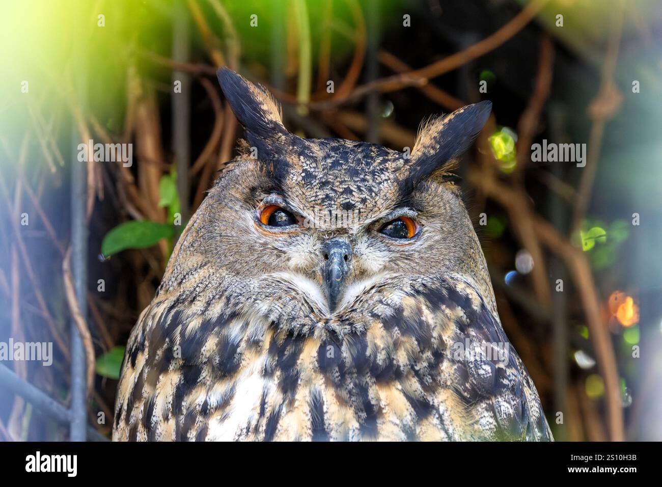 The Eurasian Eagle Owl preys on mammals, birds, and reptiles. Photo ...