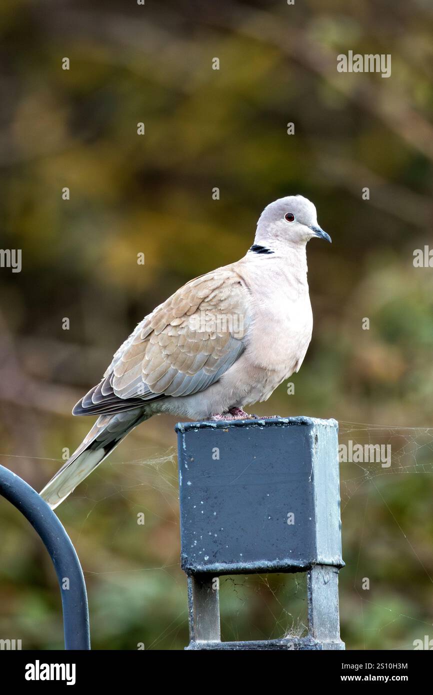 The Eurasian Collared Dove eats seeds, grains, and fruits. Photo taken ...