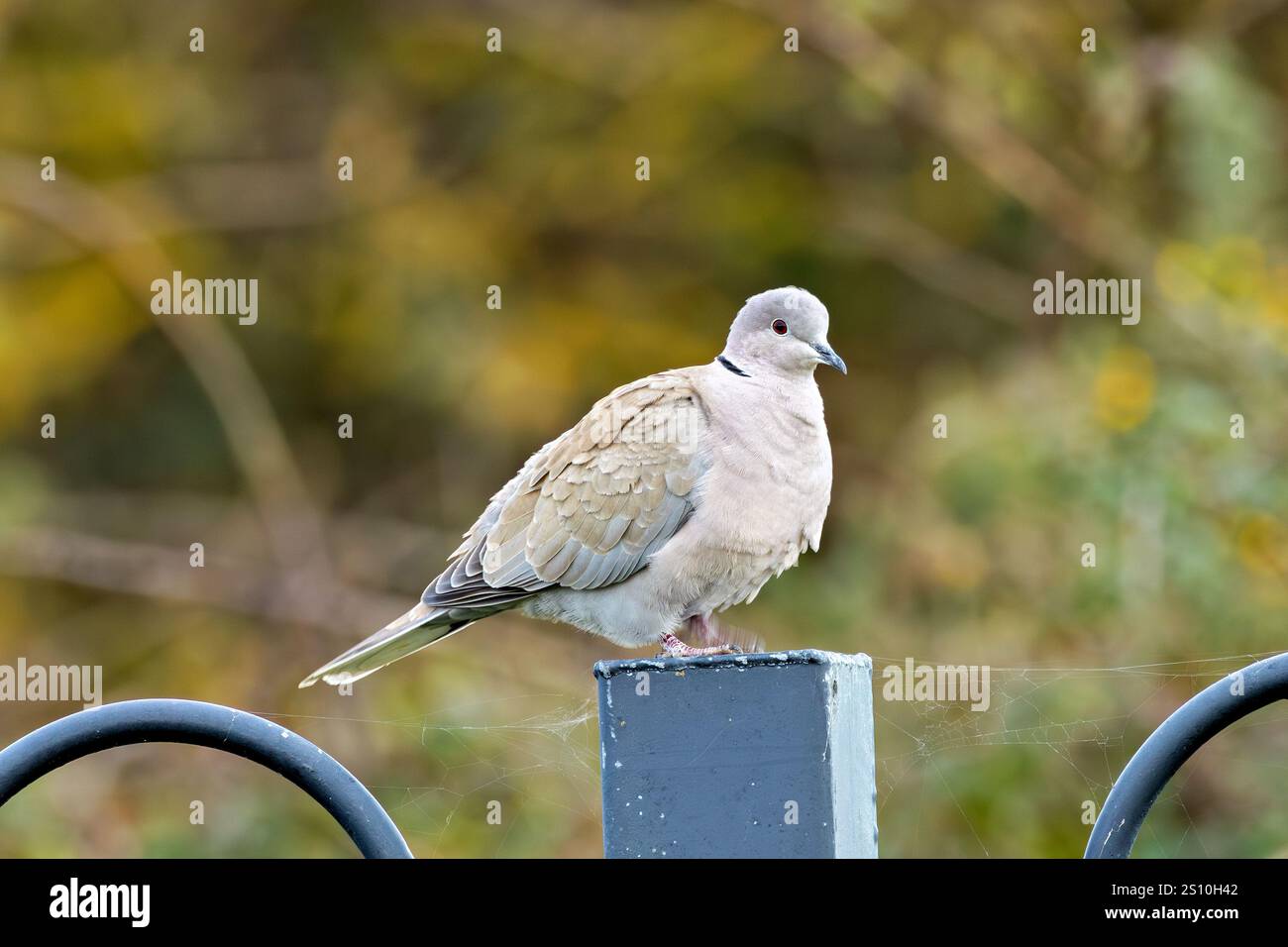 The Eurasian Collared Dove eats seeds, grains, and fruits. Photo taken ...