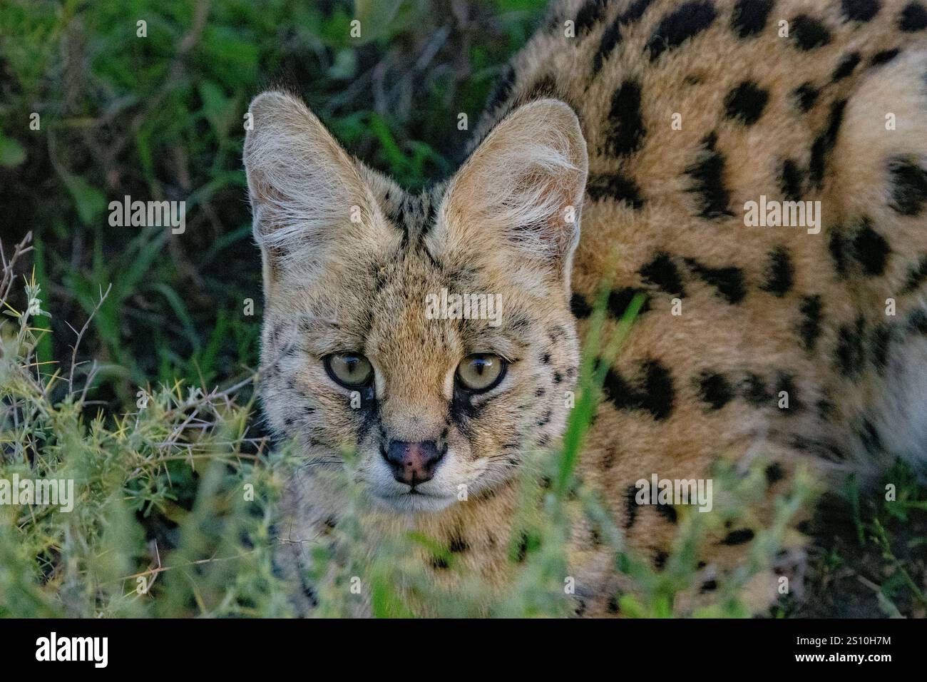Serval (Leptailurus serval) looking into camera Stock Photo - Alamy