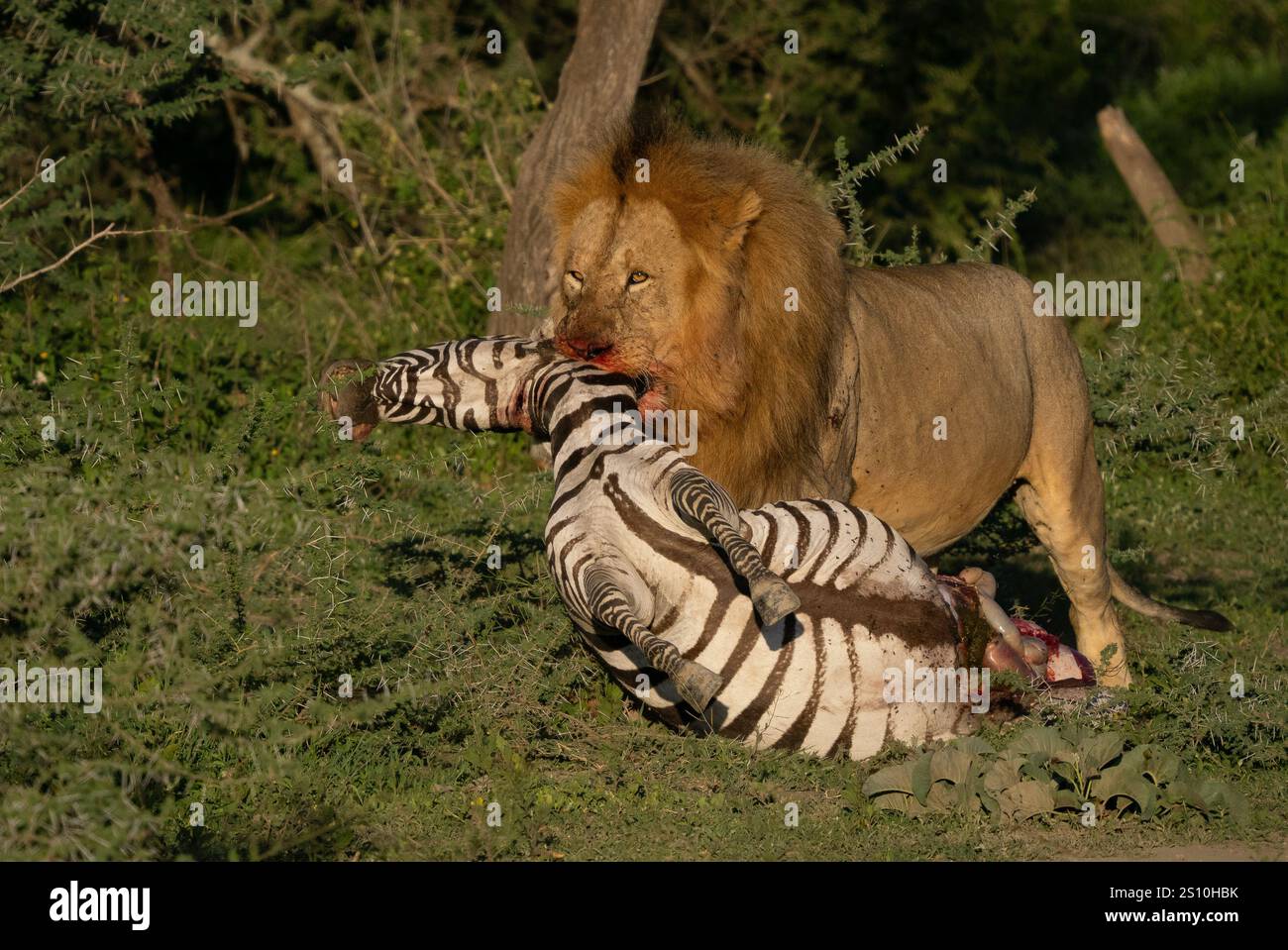 Lion (Panthera leo), male dragging zebra kill Stock Photo - Alamy
