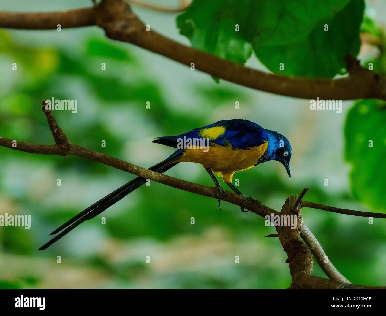 Golden breasted Starling, Cosmopsarus regius, Glossy Starling. Living ...