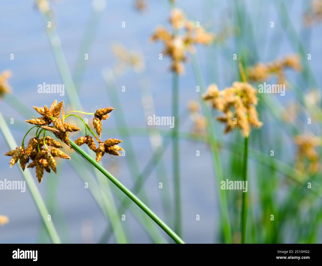 Flowering lake reed (Scirpus lacustris) on the river bank ...