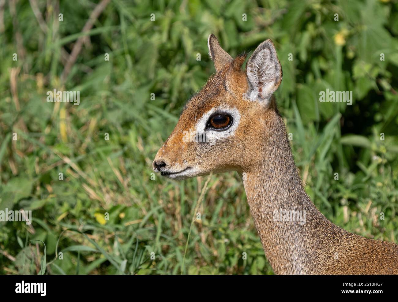 Kirks Dik Dik (Madoqua kirkii Stock Photo - Alamy
