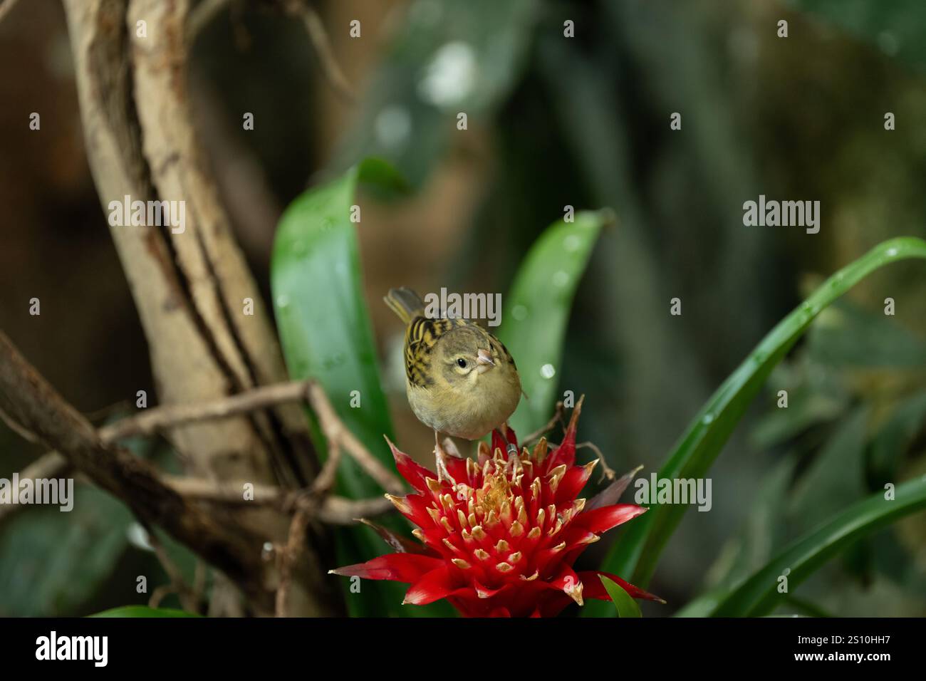 Red fody female (Foudia madagascariensis) perched on a flower Stock ...