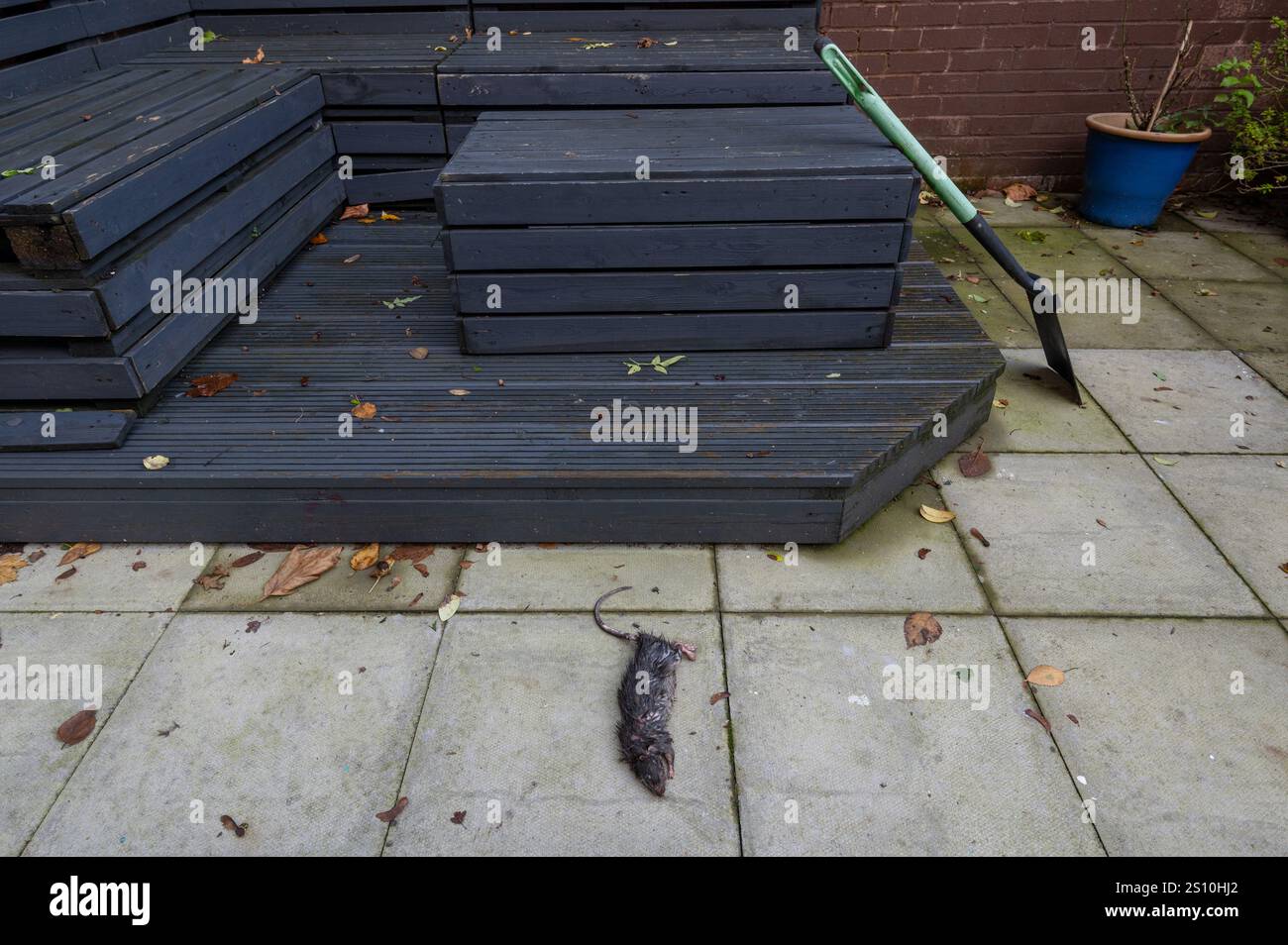 Rat crushed by its predator and left dead in residential garden Stock ...