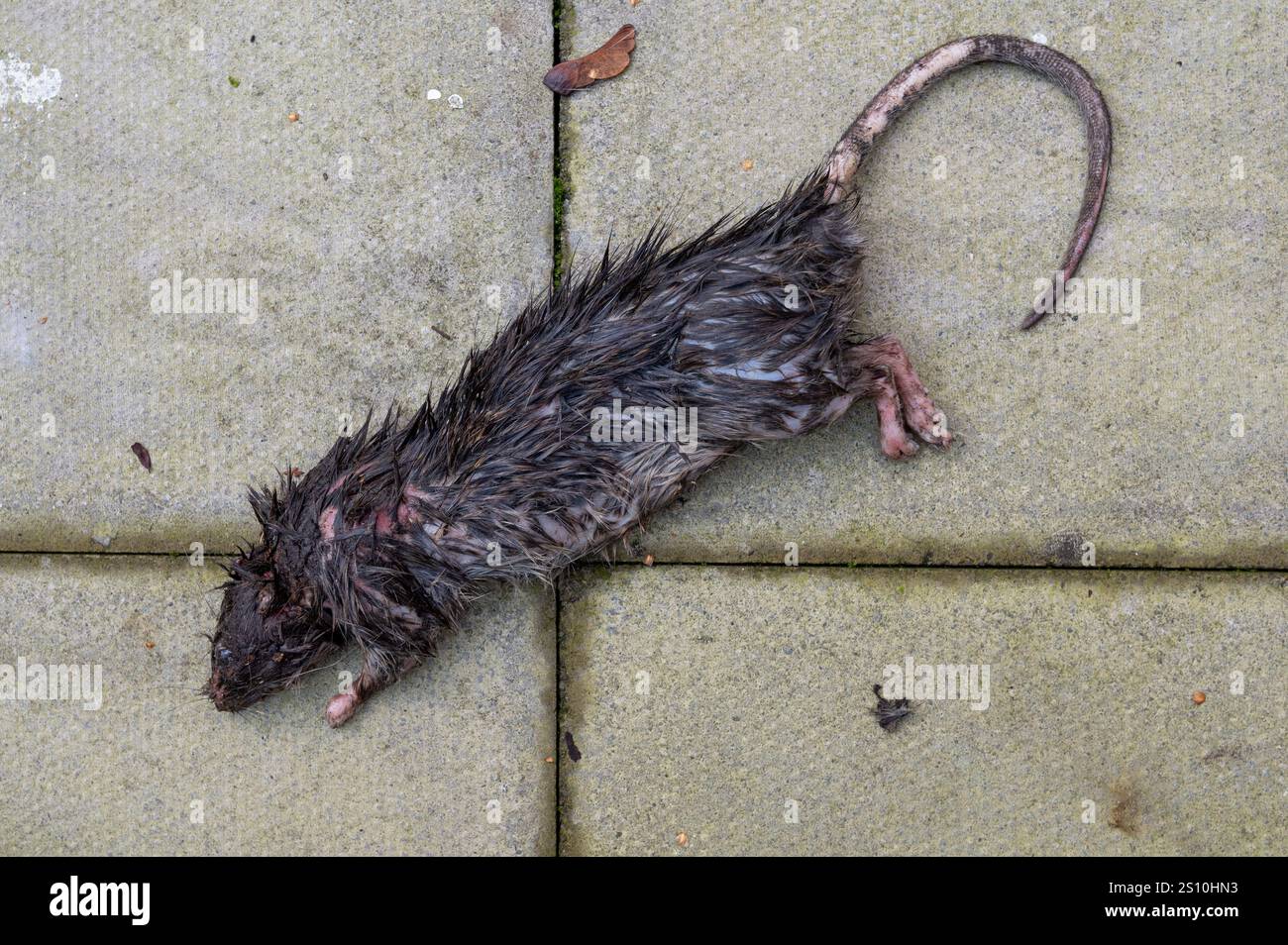 Rat crushed by its predator and left dead in residential garden Stock ...