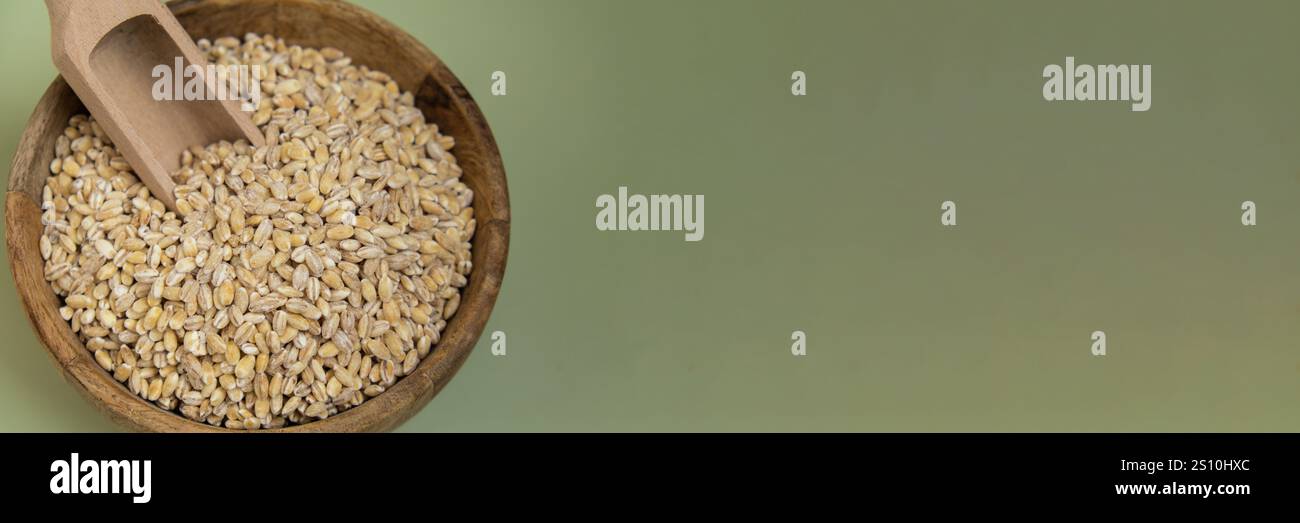Pearl barley in green background copy space. Whole spelt grain species ...