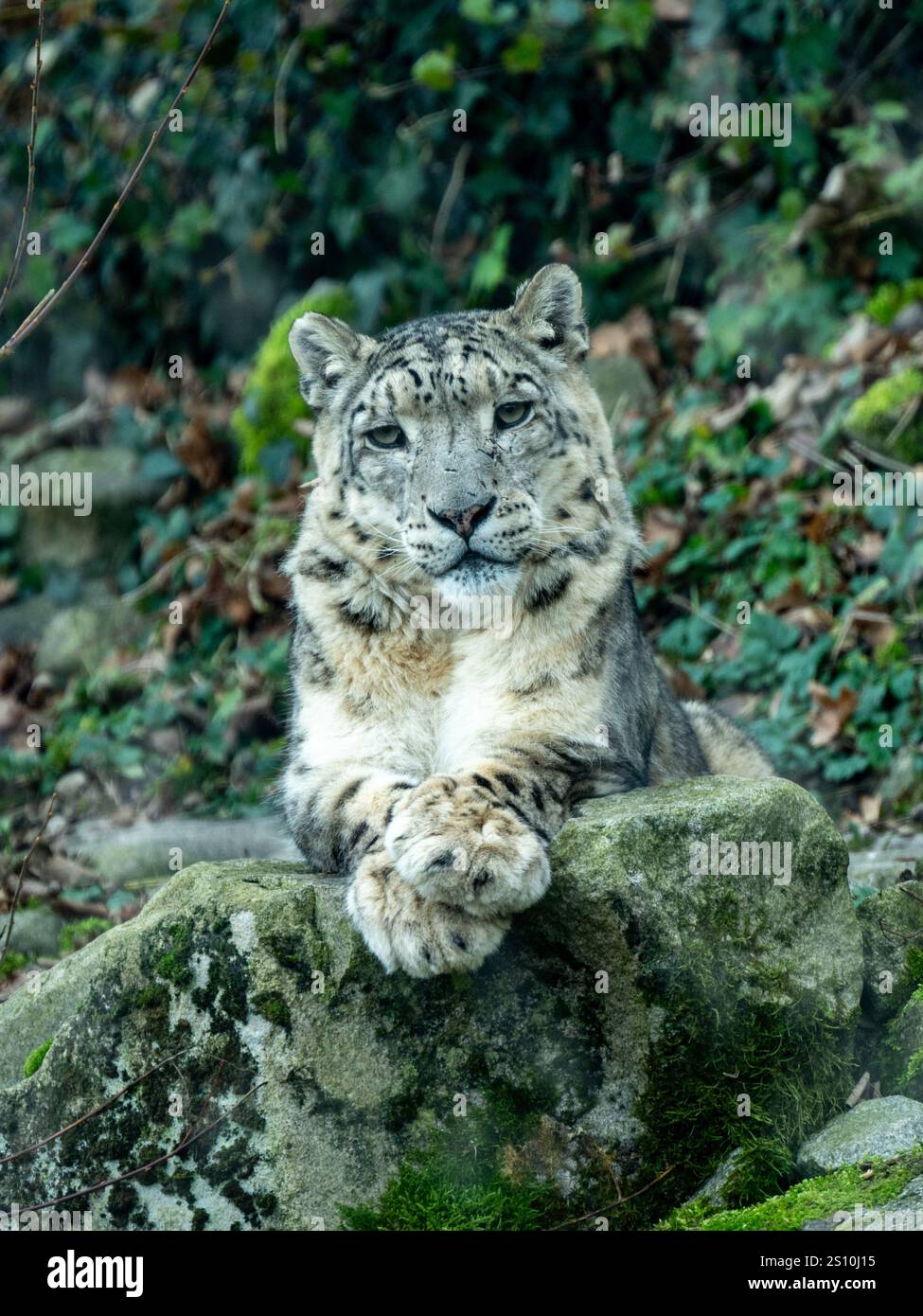 Side view of a snow leopard (Panthera uncia syn. Uncia uncia Stock ...