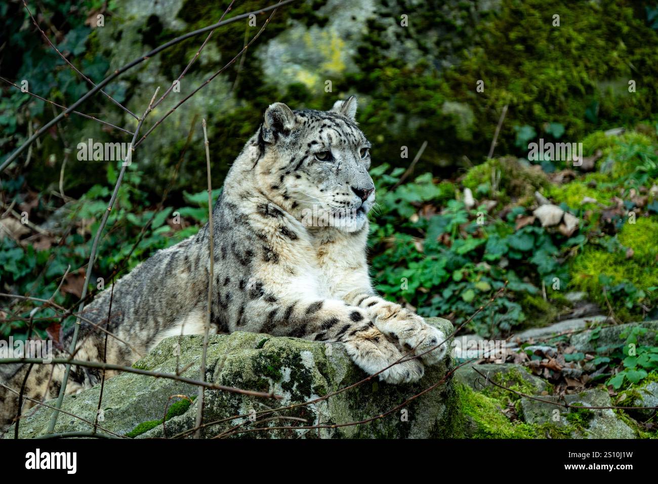 Side view of a snow leopard (Panthera uncia syn. Uncia uncia Stock ...
