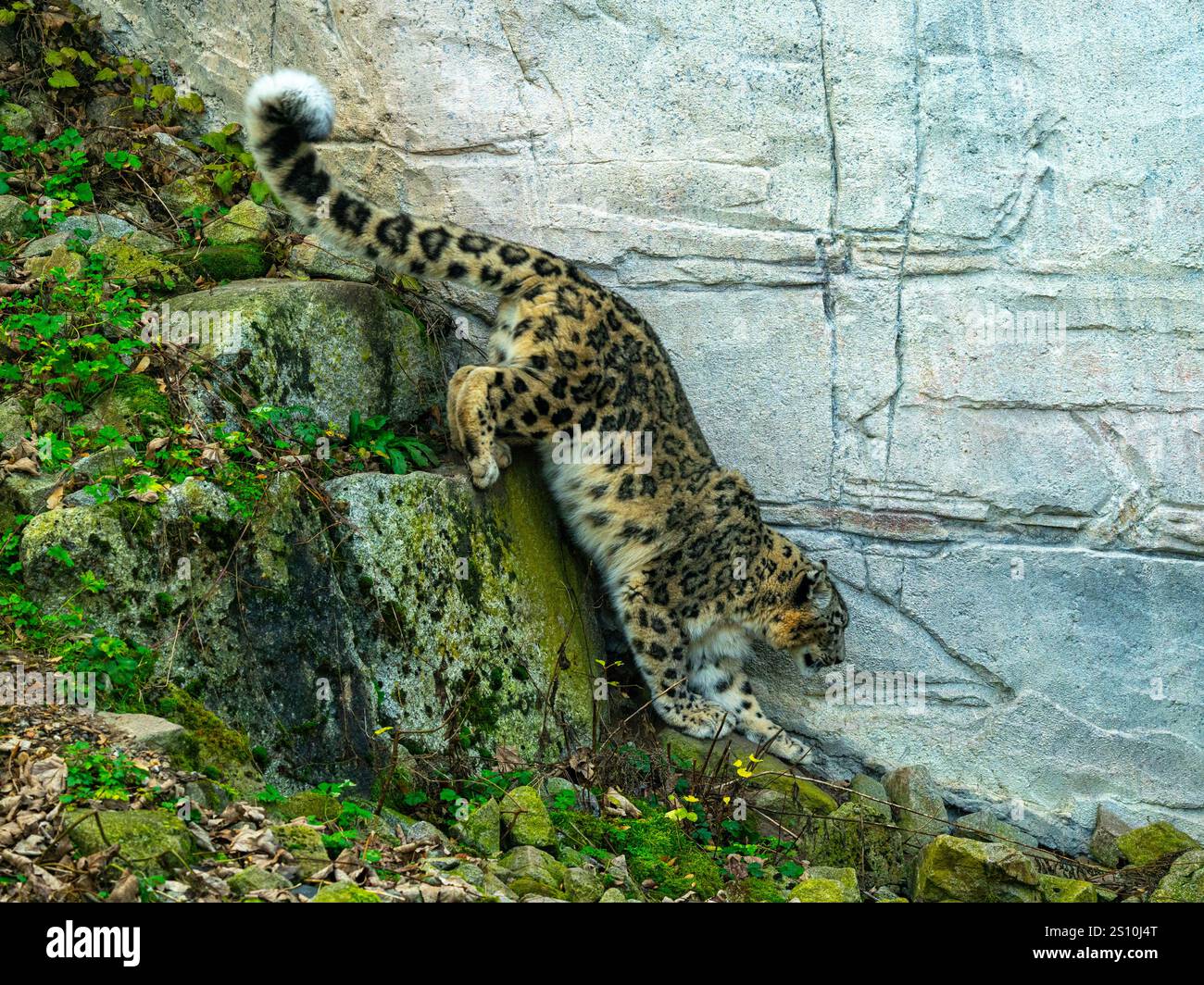 Side view of a snow leopard (Panthera uncia syn. Uncia uncia Stock ...