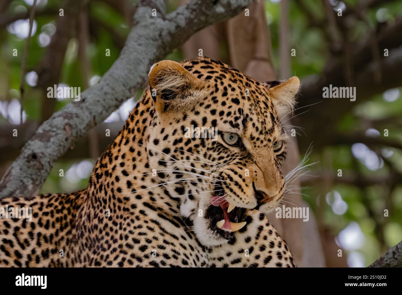 Leopard (Panthera pardus) snarling Stock Photo - Alamy