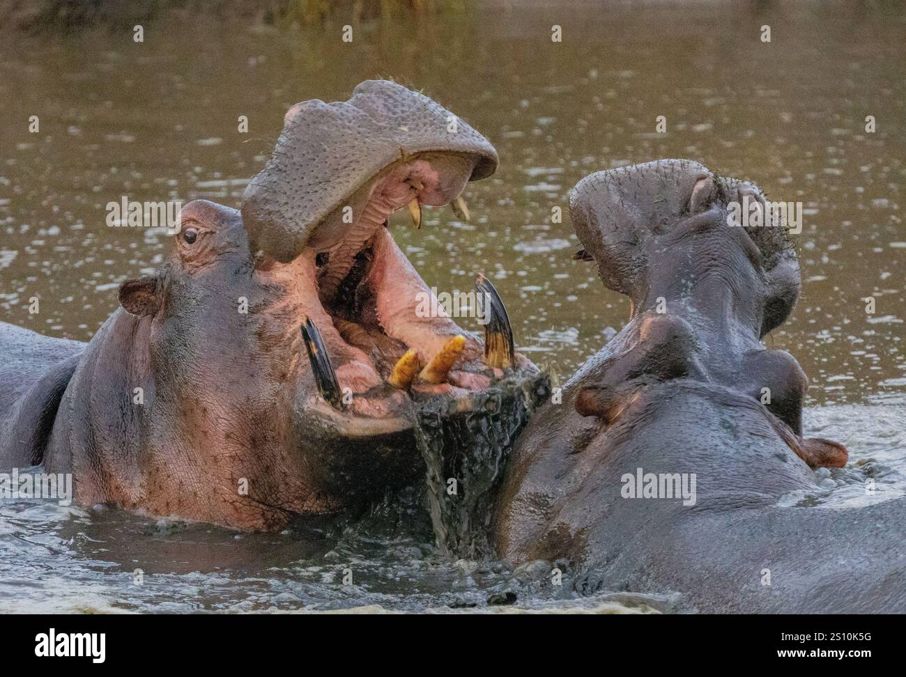 Pair of Hippopotamus (Hippopotamus amphibius) being aggressive towards ...
