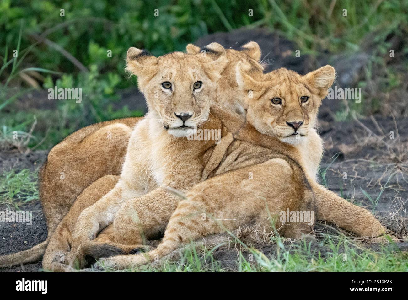 Lion (Panthera leo) cubs huddled together Stock Photo - Alamy