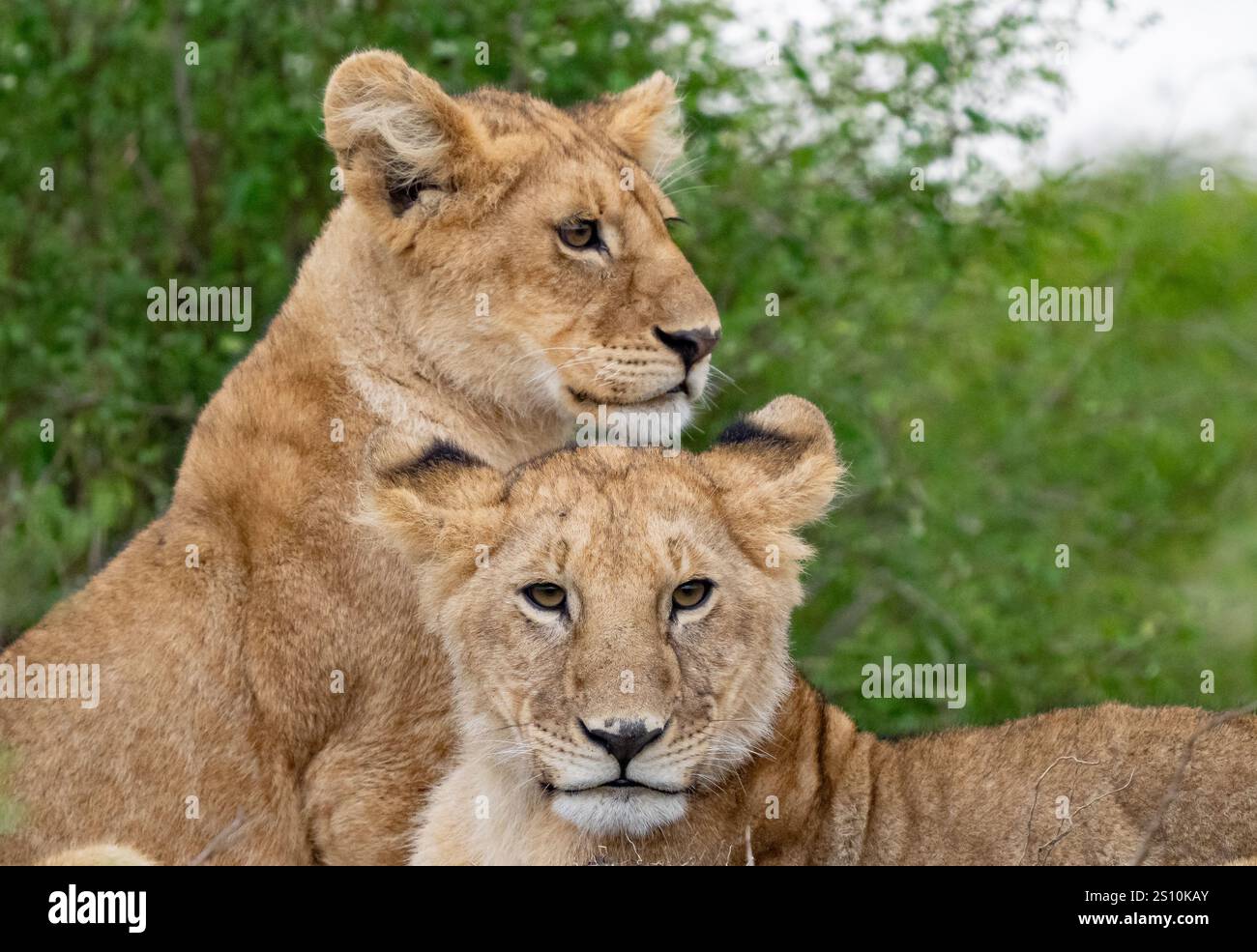Lion (Panthera leo) cubs huddled together Stock Photo - Alamy