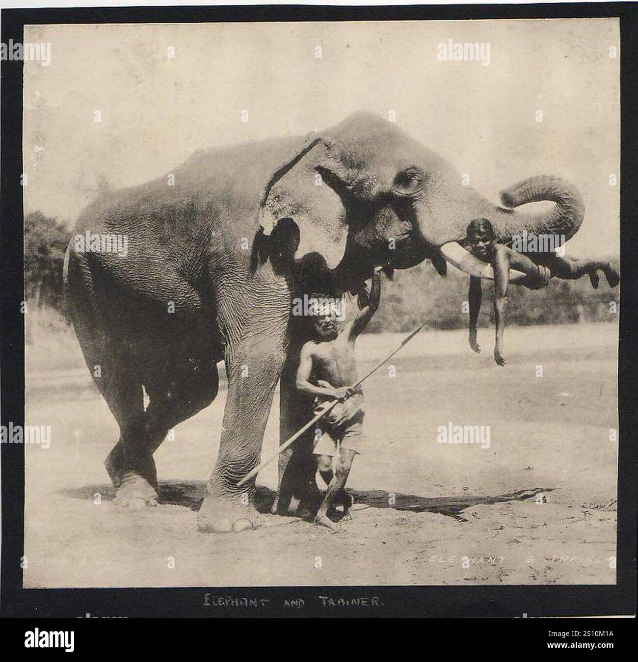Elephant and trainer, Kandy, Central Ceylon, circa 1910 Stock Photo - Alamy