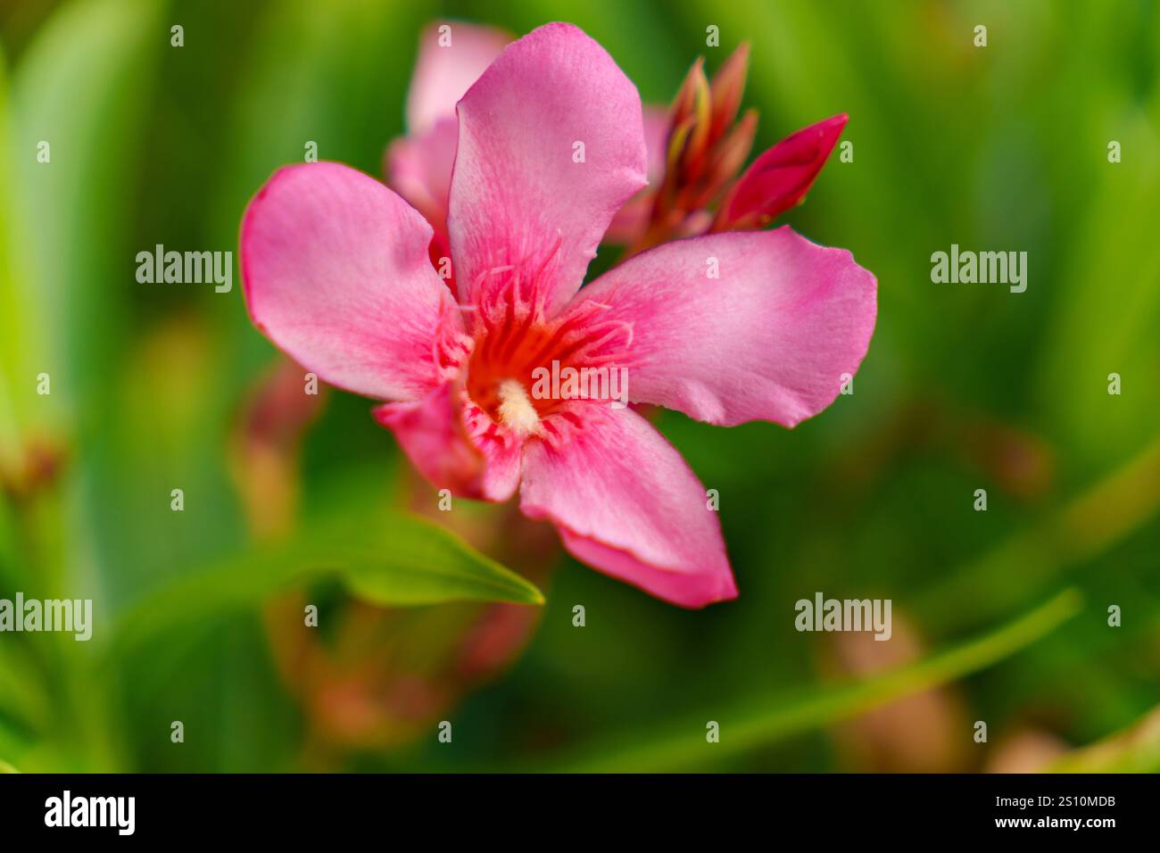 A captivating closeup of a stunning pink Nerium Oleander flower ...