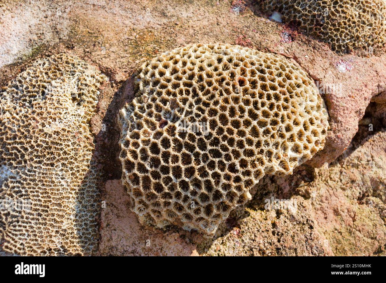 Dead coral surface with structure elements for water filtration ...