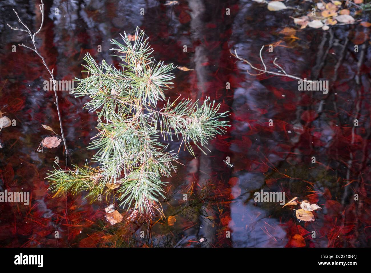 A pine branch with green needles is floating in the water, which ...