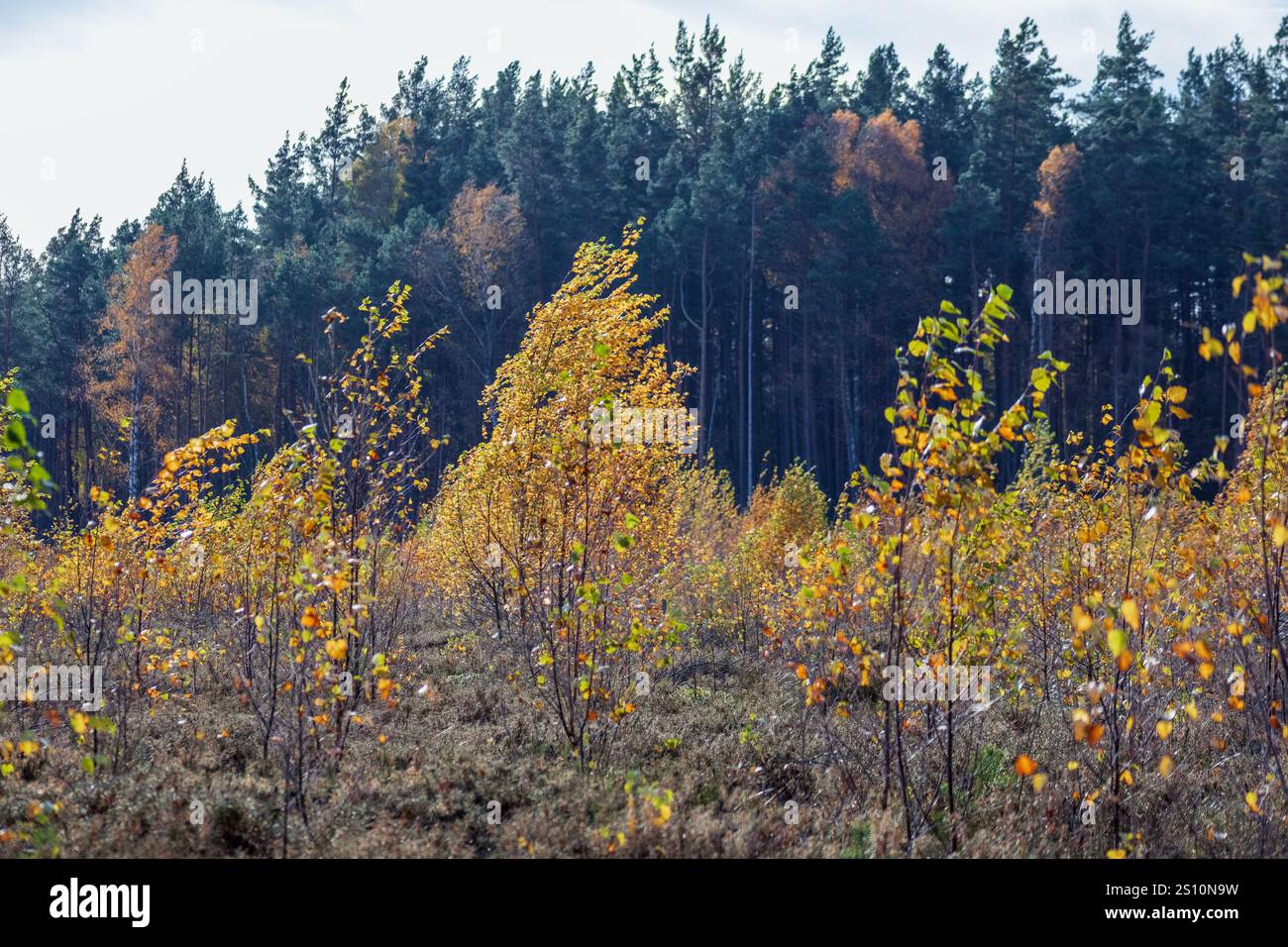 Autumn forest with many colorful deciduous trees, the yellow birch ...