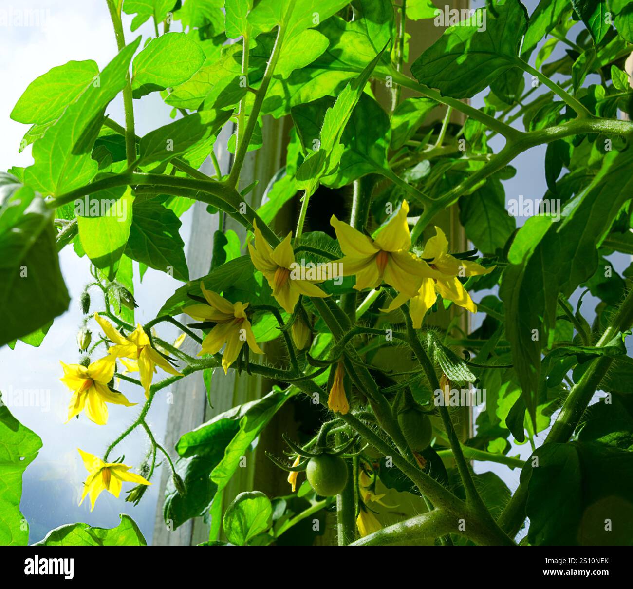 A bush of flowering tomatoes growing in a bucket on the balcony. Green ...