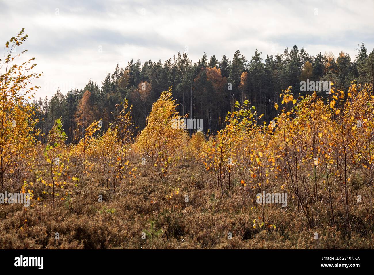 Autumn forest with many colorful deciduous trees, the yellow birch ...