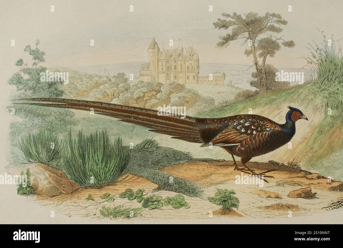 Pheasant. Drawing by Edouard Travies. Handcoloured engraving by ...