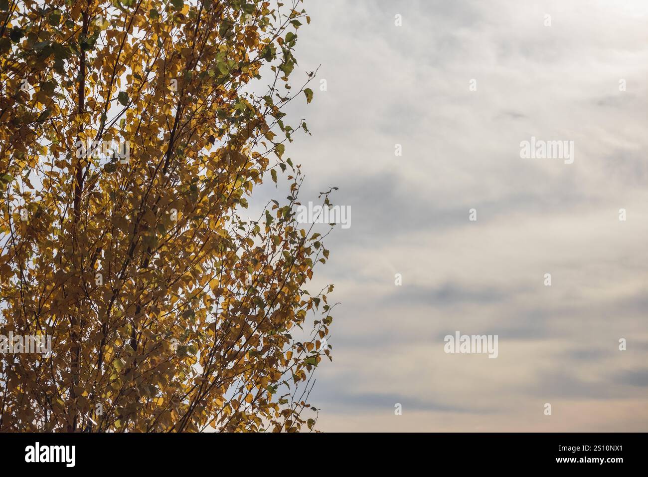 Tree branches with yellow autumn leaves. The leaves are of different ...